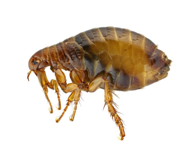 How to Get Rid of Fleas Quickly and Effectively