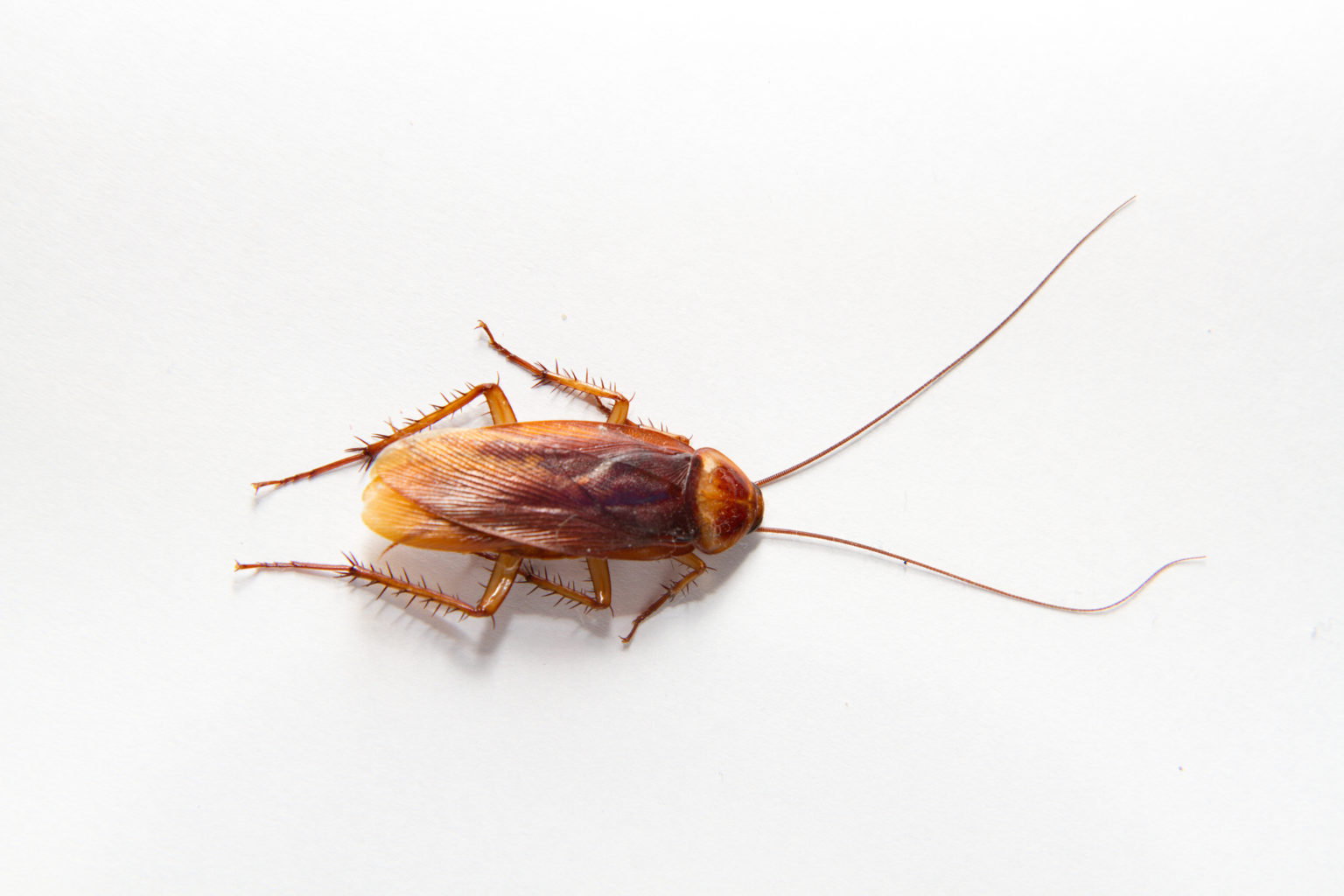 Common House Bugs: How to Identify Household Pests