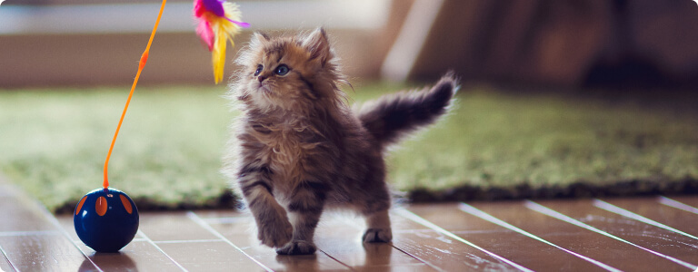 The Ultimate Guide on How to Move With Cats