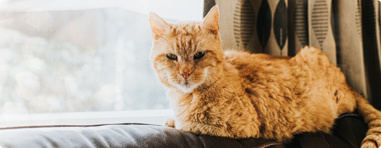 The Ultimate Guide on How to Move With Cats